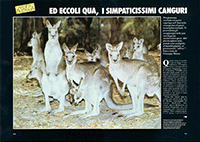 Kangaroos: as tall as a rabbit ... or as a man - Monaco Nature Encyclopedia