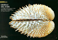 Shells : mathematical formulas for the look and the drawings - Monaco ...