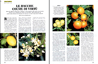 Citrus fruits : varieties and cultivation in pots - Monaco Nature ...