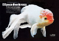 Goldfish : mating and reproduction - Monaco Nature Encyclopedia