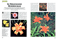Hemerocallis: una espléndida gran flor que vive un solo día - Monaco ...
