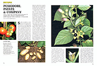 Solanaceae : the family of potatoes and tomatoes - Monaco Nature ...