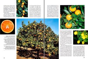 Citrus fruits : varieties and cultivation in pots - Monaco Nature ...