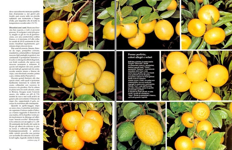 Citrus fruits : varieties and cultivation in pots - Monaco Nature ...