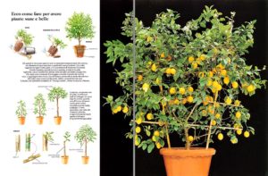 Citrus fruits : varieties and cultivation in pots - Monaco Nature ...