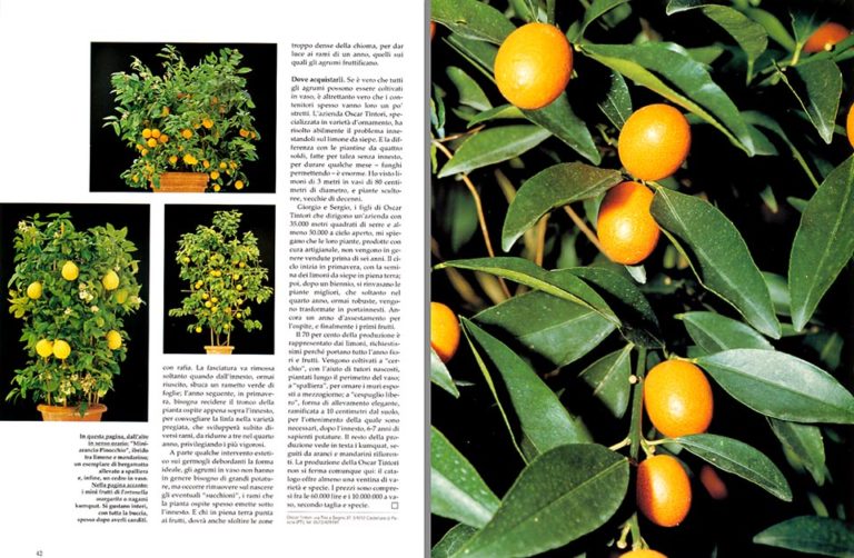 Citrus fruits : varieties and cultivation in pots - Monaco Nature ...