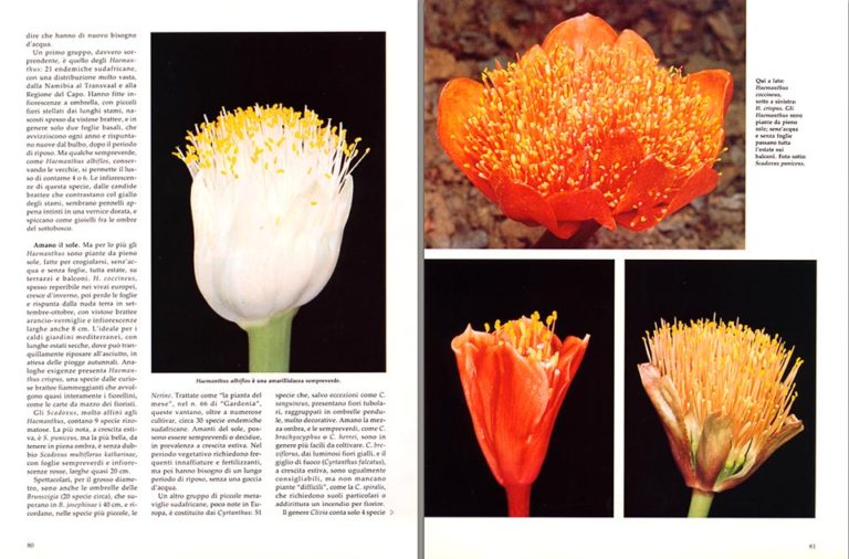 Amaryllidaceae : unusual bulbous plants - Monaco Nature Encyclopedia