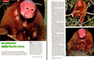 Cacajao : odd Amazonian monkey with a red face - Monaco Nature Encyclopedia