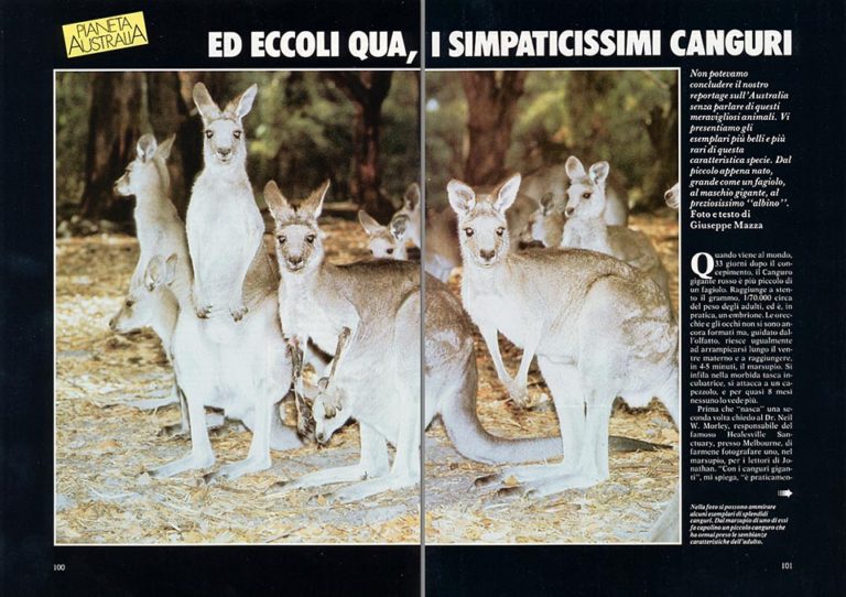 Canguros: altos como un conejo… o como un hombre - Monaco Nature ...