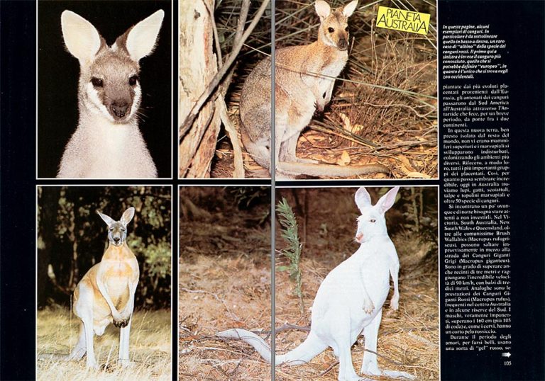 Canguros: altos como un conejo… o como un hombre - Monaco Nature ...