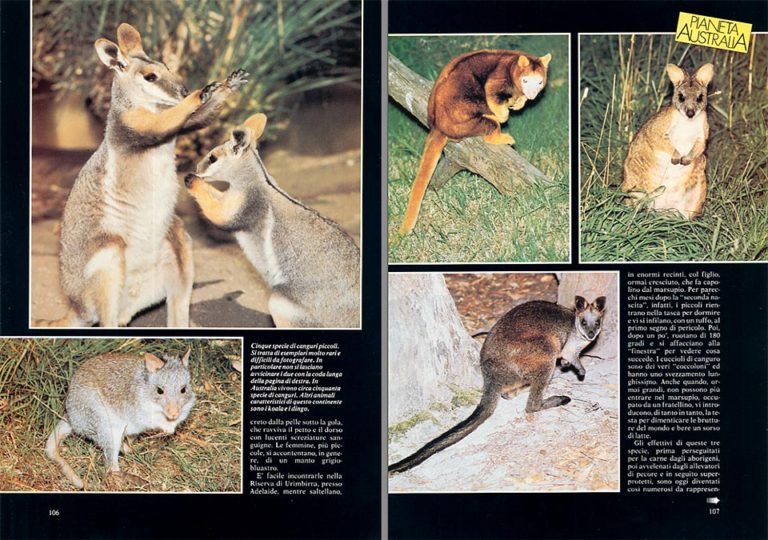 Canguri : alti come un coniglio ... o come un uomo - Monaco Nature ...