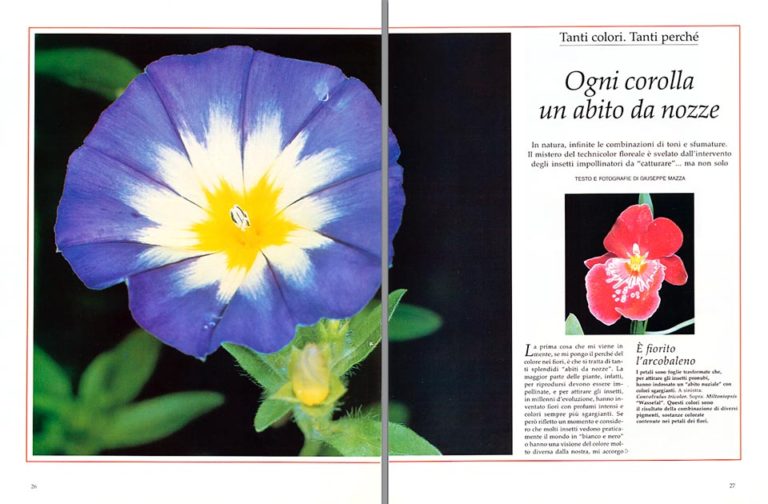 Color de las flores: por qué las flores son de color - Monaco Nature ...