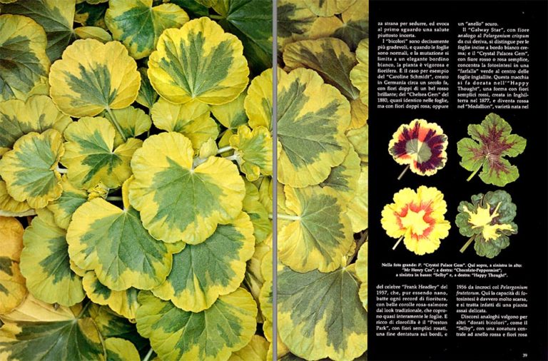 Leaf geraniums: leaves with white, yellow, and red variegations ...