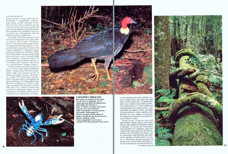 Australian rainy forest: animals and plants - Monaco Nature Encyclopedia