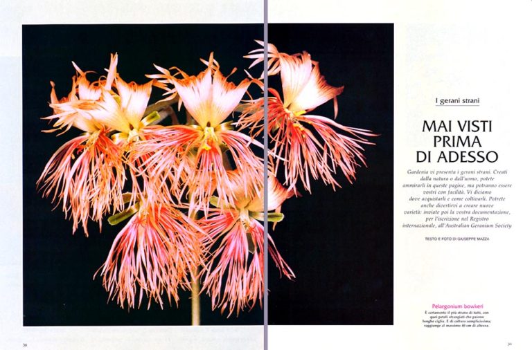 Unusual geraniums : incredible forms and colours - Monaco Nature ...