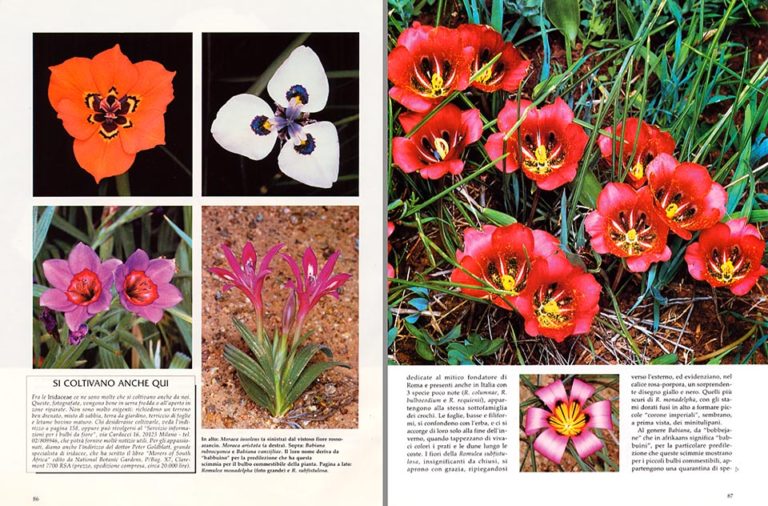 South African Iridaceae : spectacular relatives of the iris - Monaco ...