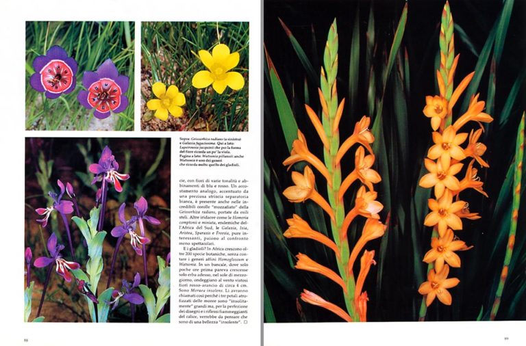 South African Iridaceae : spectacular relatives of the iris - Monaco ...