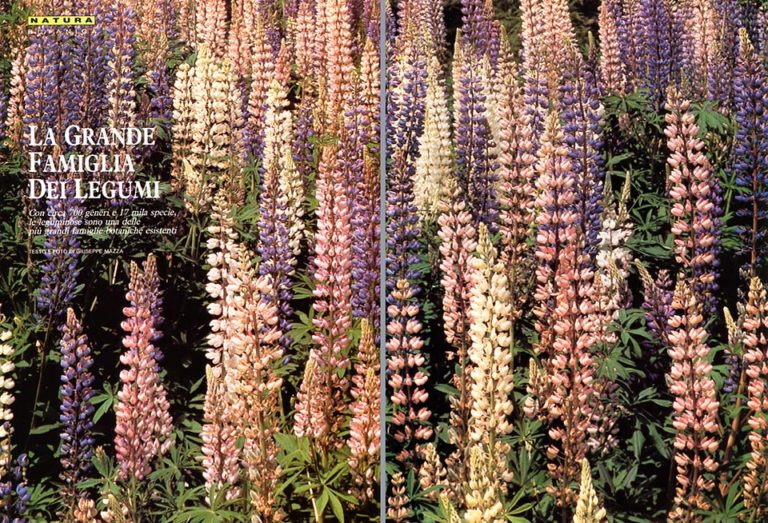 Leguminosae: a large botanical family with 17.000 species - Monaco ...