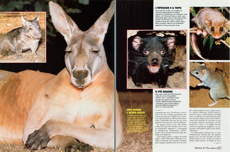 Marsupials : they wait for their second birth in mum's pouch - Monaco ...