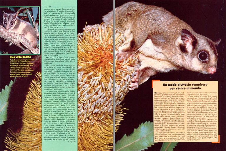 Marsupials : they wait for their second birth in mum's pouch - Monaco ...