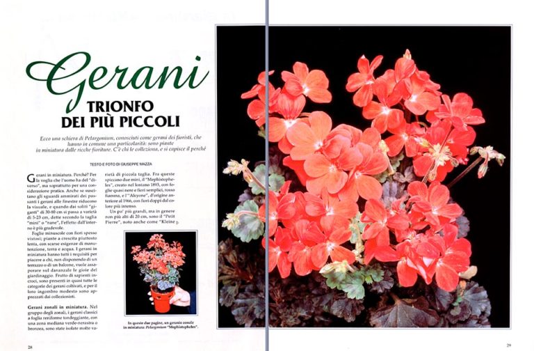 Miniature geraniums: not high more than 23 centimetres - Monaco Nature ...