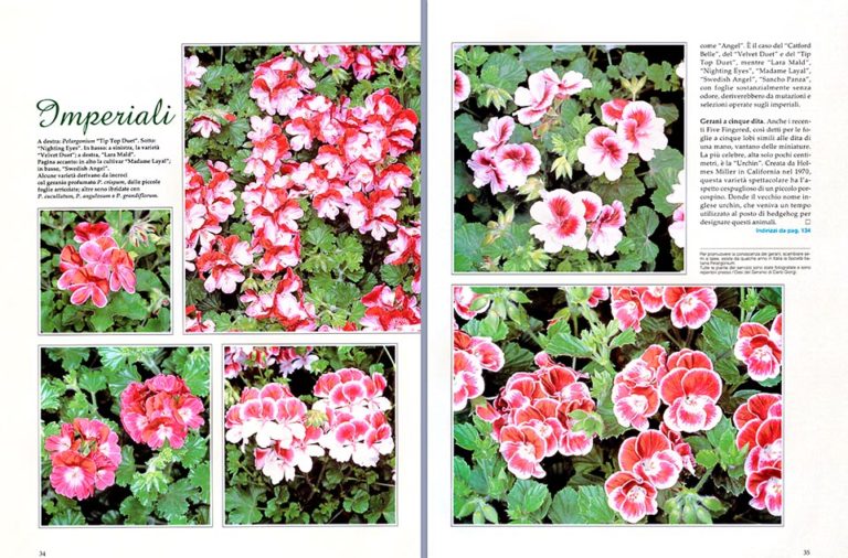 Miniature geraniums: not high more than 23 centimetres - Monaco Nature ...
