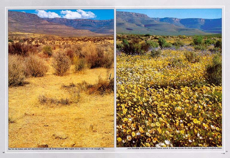 Namaqualand: spectacular blooming of the South African desert - Monaco ...
