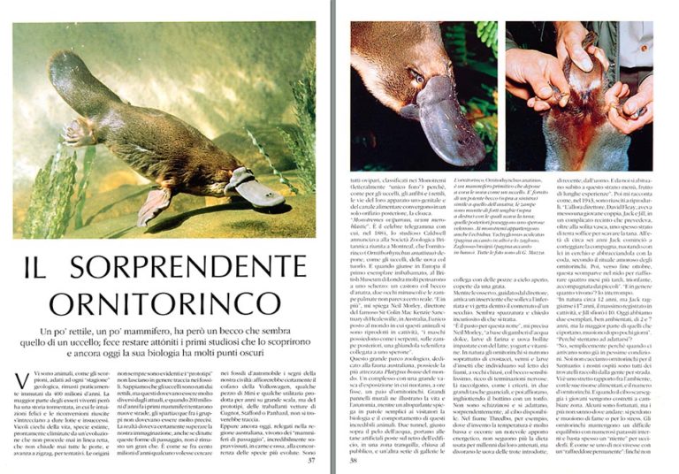 Duck billed Platypus: muzzle of a duck, milk, poisonous spur - Monaco ...