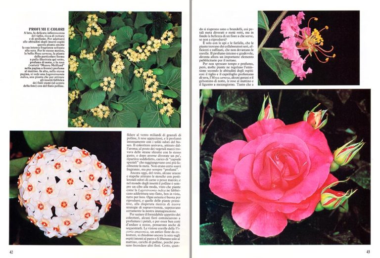 Scent of flowers : to attract pollinators from kilometres far away ...