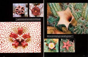 Asclepiadaceae: star-shaped flowers - Monaco Nature Encyclopedia