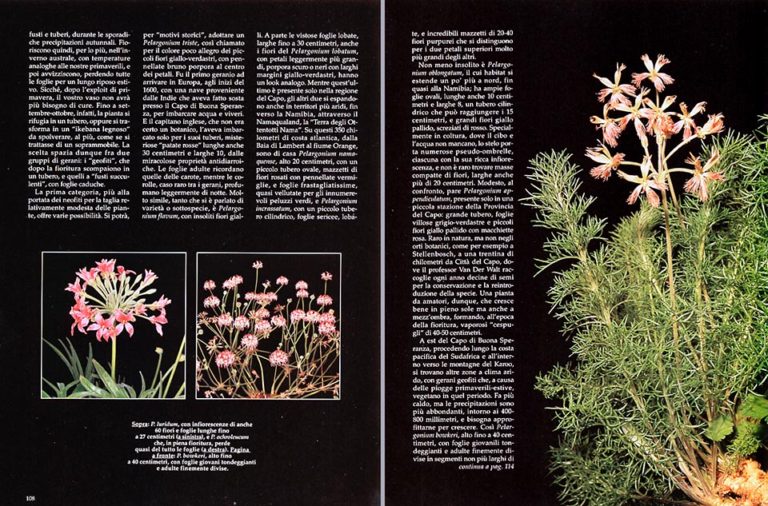 Succulent geraniums : they bloom and then disappear for months - Monaco ...