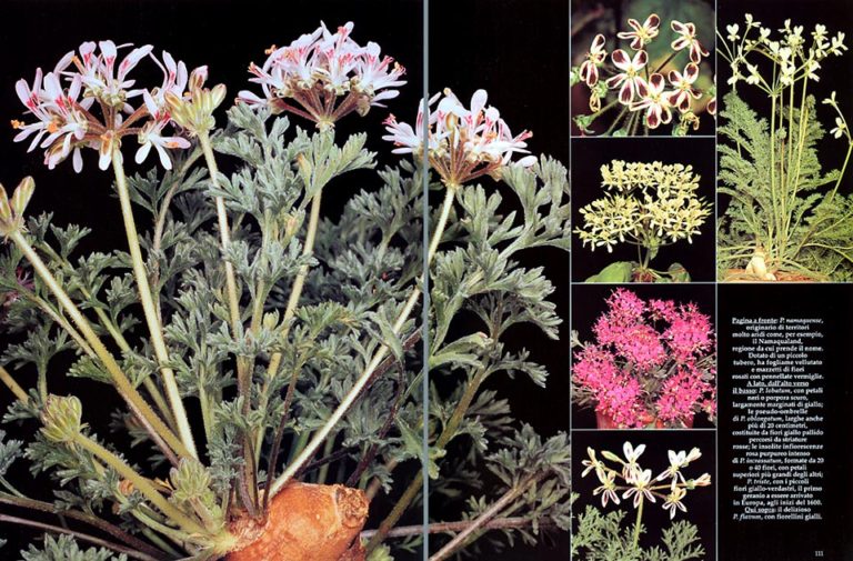 Succulent geraniums : they bloom and then disappear for months - Monaco ...