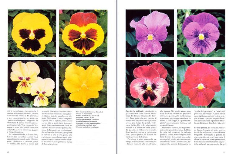 Violets : they hybridize easily for kids enjoyment - Monaco Nature ...