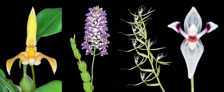 Orchidaceae - Monaco Nature Encyclopedia