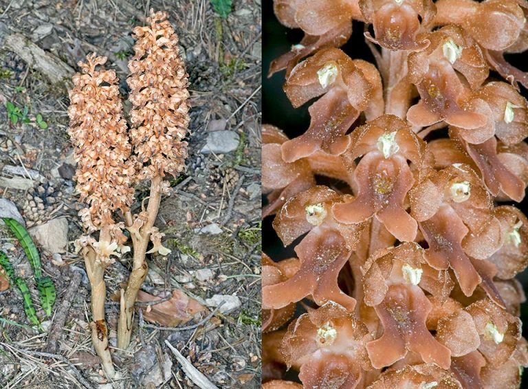 Orchidaceae - Monaco Nature Encyclopedia