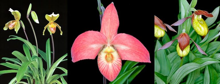 Orchidaceae - Monaco Nature Encyclopedia