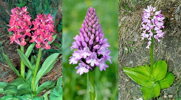 Orchidaceae - Monaco Nature Encyclopedia