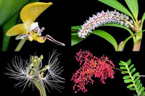 Orchidaceae - Monaco Nature Encyclopedia