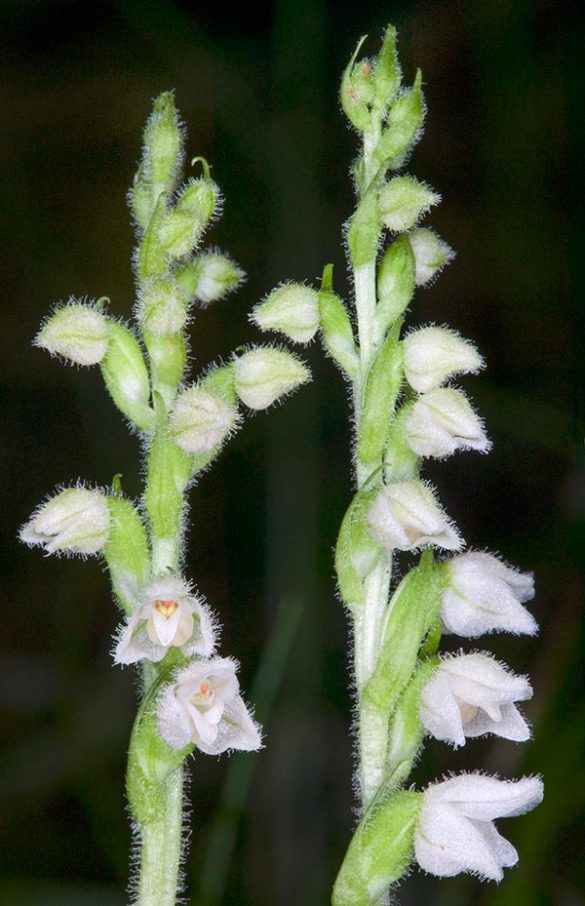 Orchidaceae - Monaco Nature Encyclopedia