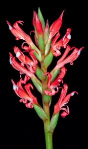 Orchidaceae - Monaco Nature Encyclopedia