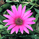 Asteraceae - Monaco Nature Encyclopedia