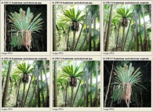 Cryptogama - Monaco Nature Encyclopedia