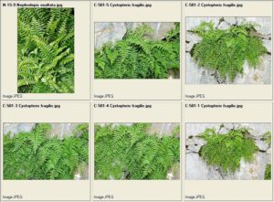 Cryptogama - Monaco Nature Encyclopedia