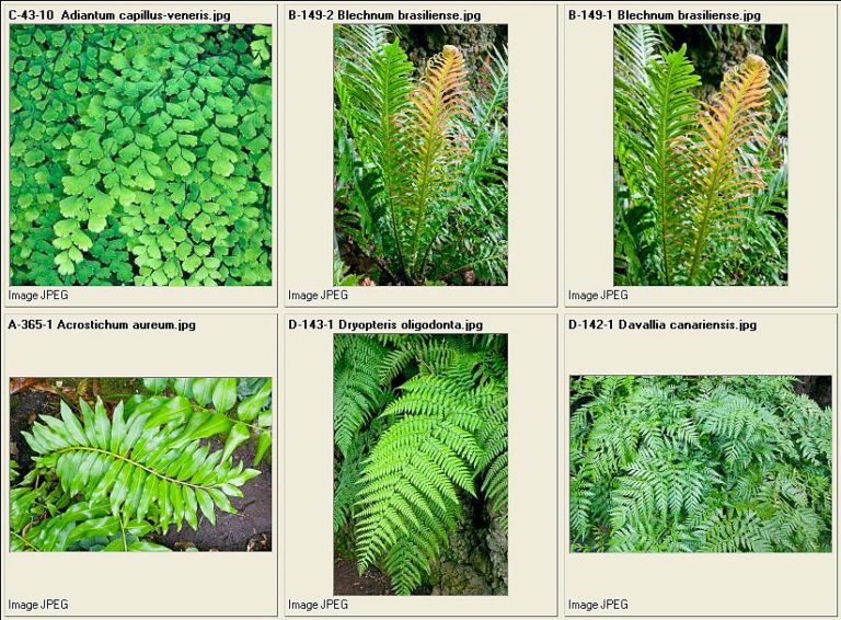 Cryptogama - Monaco Nature Encyclopedia