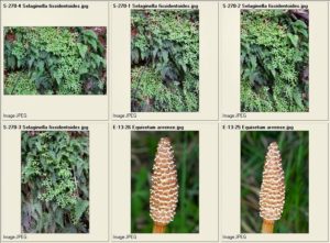 Cryptogama - Monaco Nature Encyclopedia