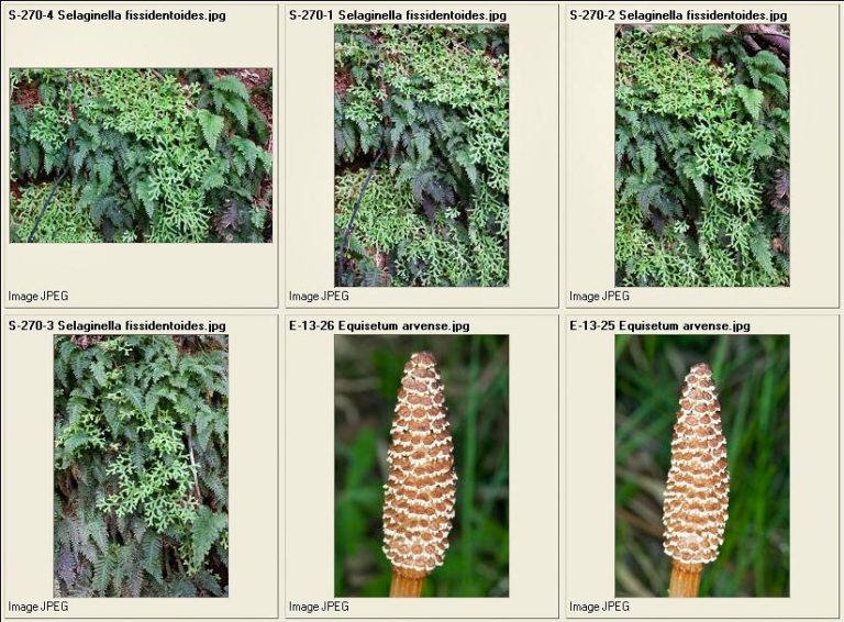 Cryptogama - Monaco Nature Encyclopedia