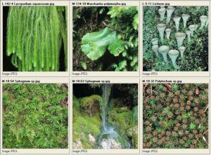 Cryptogama - Monaco Nature Encyclopedia