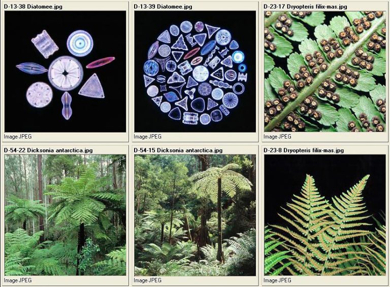 Cryptogama - Monaco Nature Encyclopedia