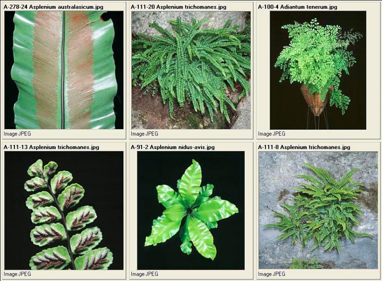 Cryptogama - Monaco Nature Encyclopedia