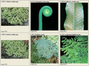 Cryptogama - Monaco Nature Encyclopedia